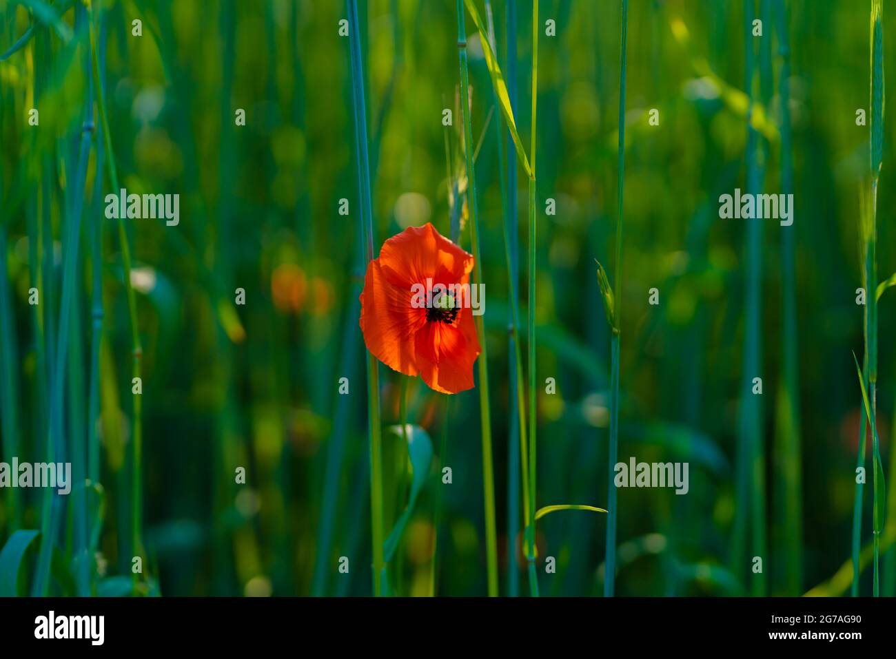 Poppy leaves hi-res stock photography and images - Alamy