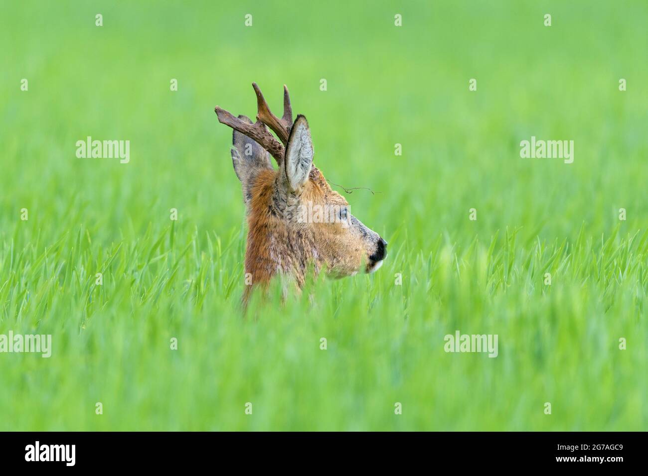 Roe deer in a grain field in spring hi-res stock photography and images ...