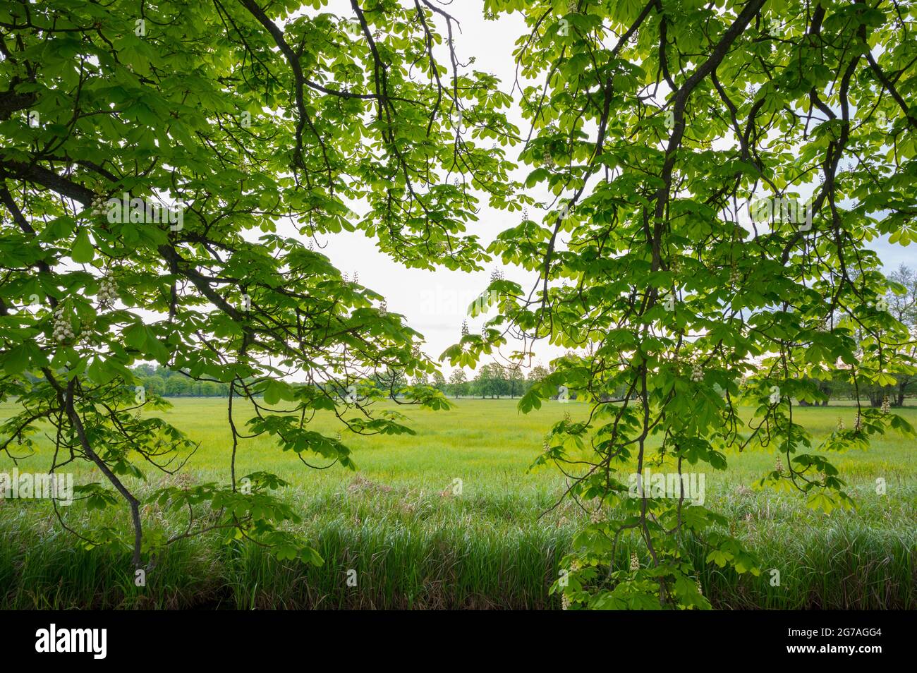 Branches of a chestnut tree in spring, May, Hesse, Germany Stock Photo ...