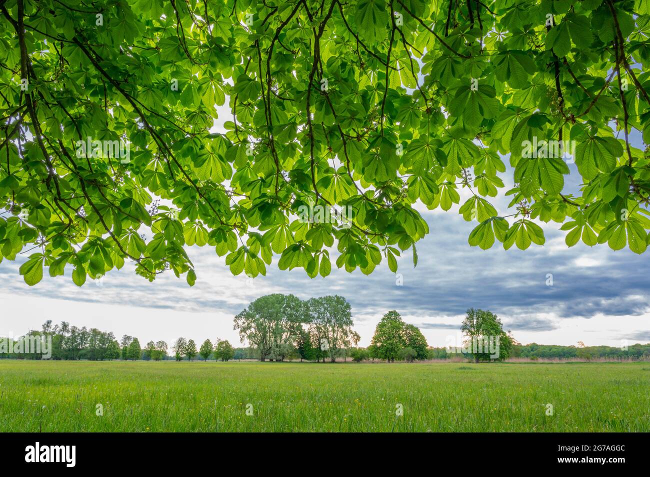 Branches of a chestnut tree in spring, May, Hesse, Germany Stock Photo ...