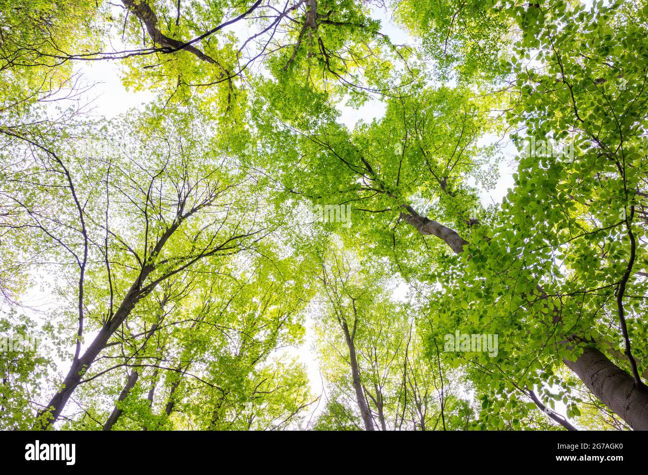 Beechwood in spring hi-res stock photography and images - Alamy