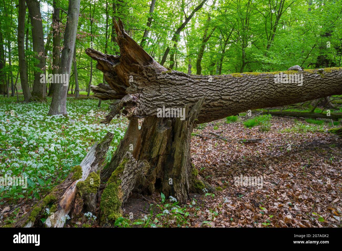 Tree fallen by storm in the forest, spring, May, Hesse, Germany Stock ...