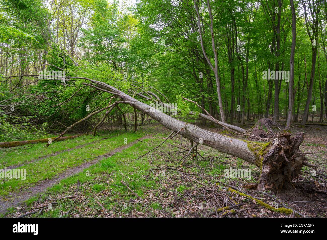 Tree fallen by storm on a forest path, spring, May, Hesse, Germany ...