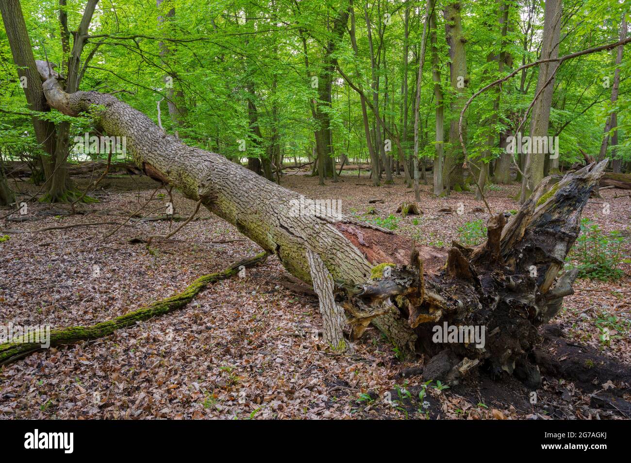 Tree (oak) fallen by storm in the forest, spring, May, Hesse, Germany ...