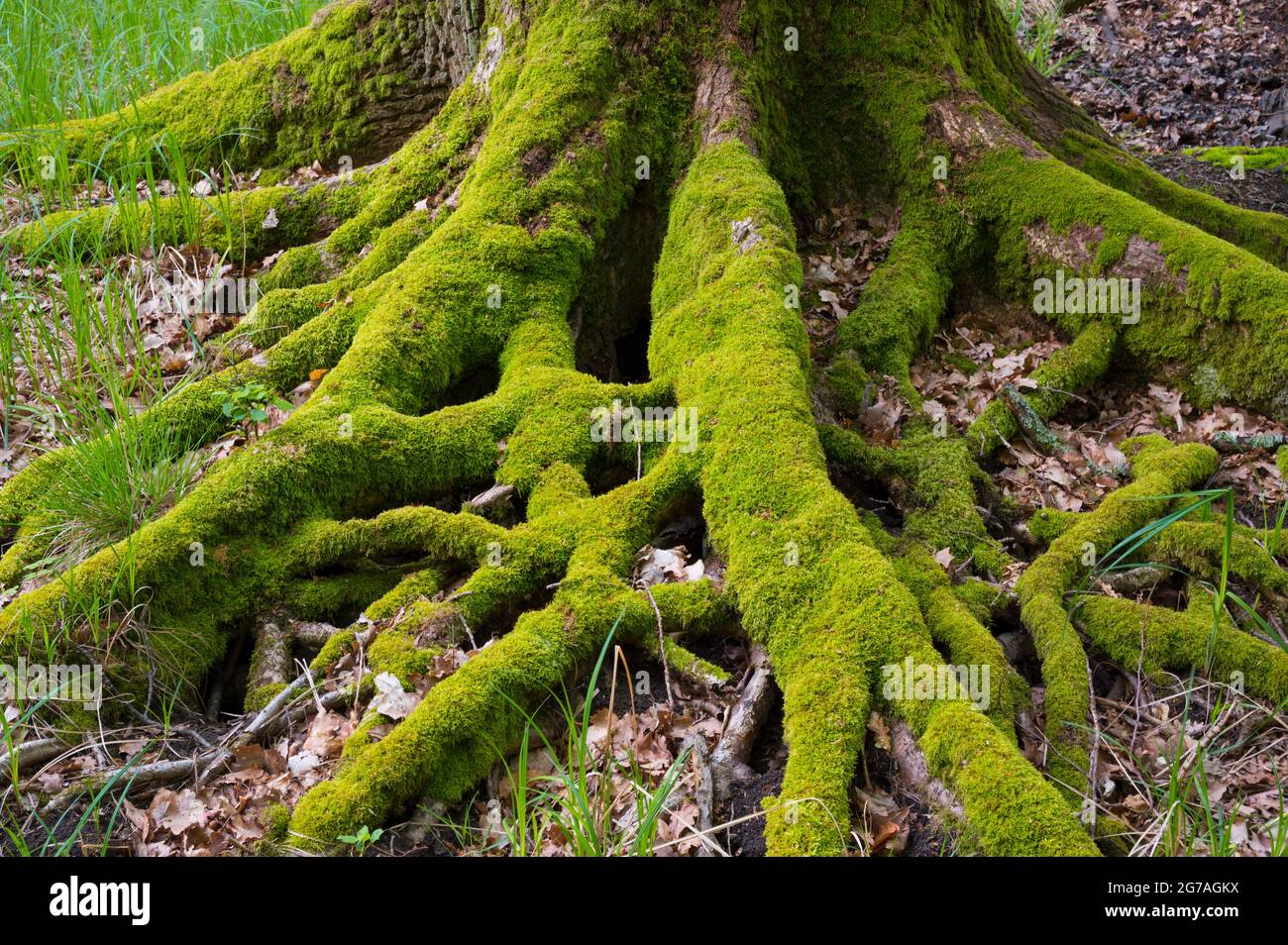 Root old tree in forest hi-res stock photography and images - Alamy