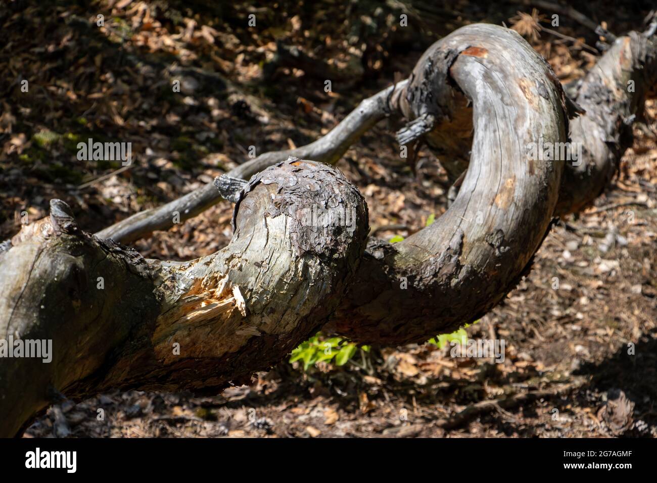 A tree trunk in the forest is twisted as screw Stock Photo - Alamy