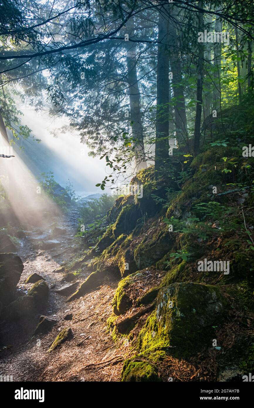 Soft light through tree branches hi-res stock photography and images ...