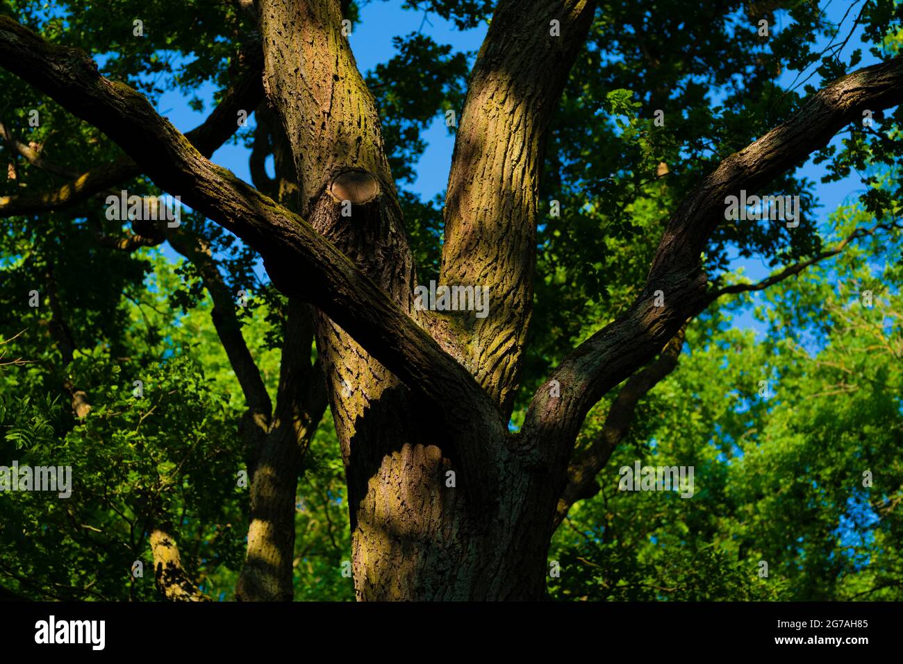 Sunlight shines through the treetops in summer in a forest with oak ...