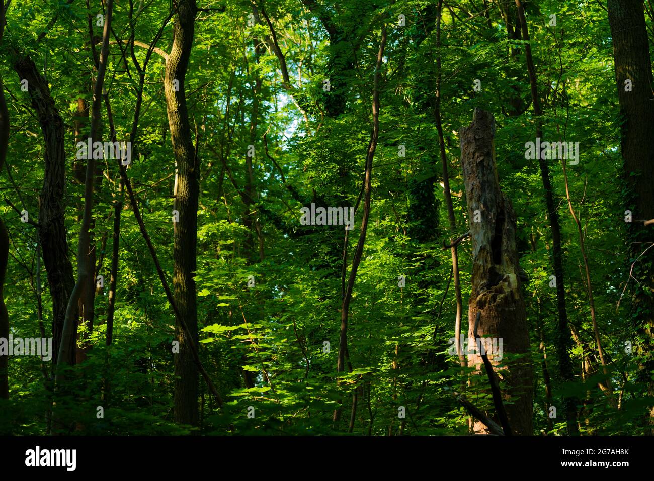 Sunlight shines through the treetops in summer in deciduous forest hi ...