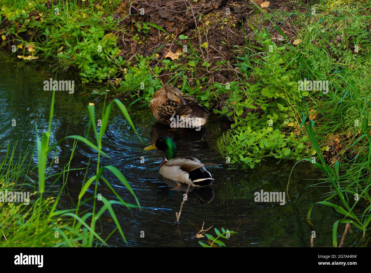 Small narrow river with a male and a female duck Stock Photo - Alamy