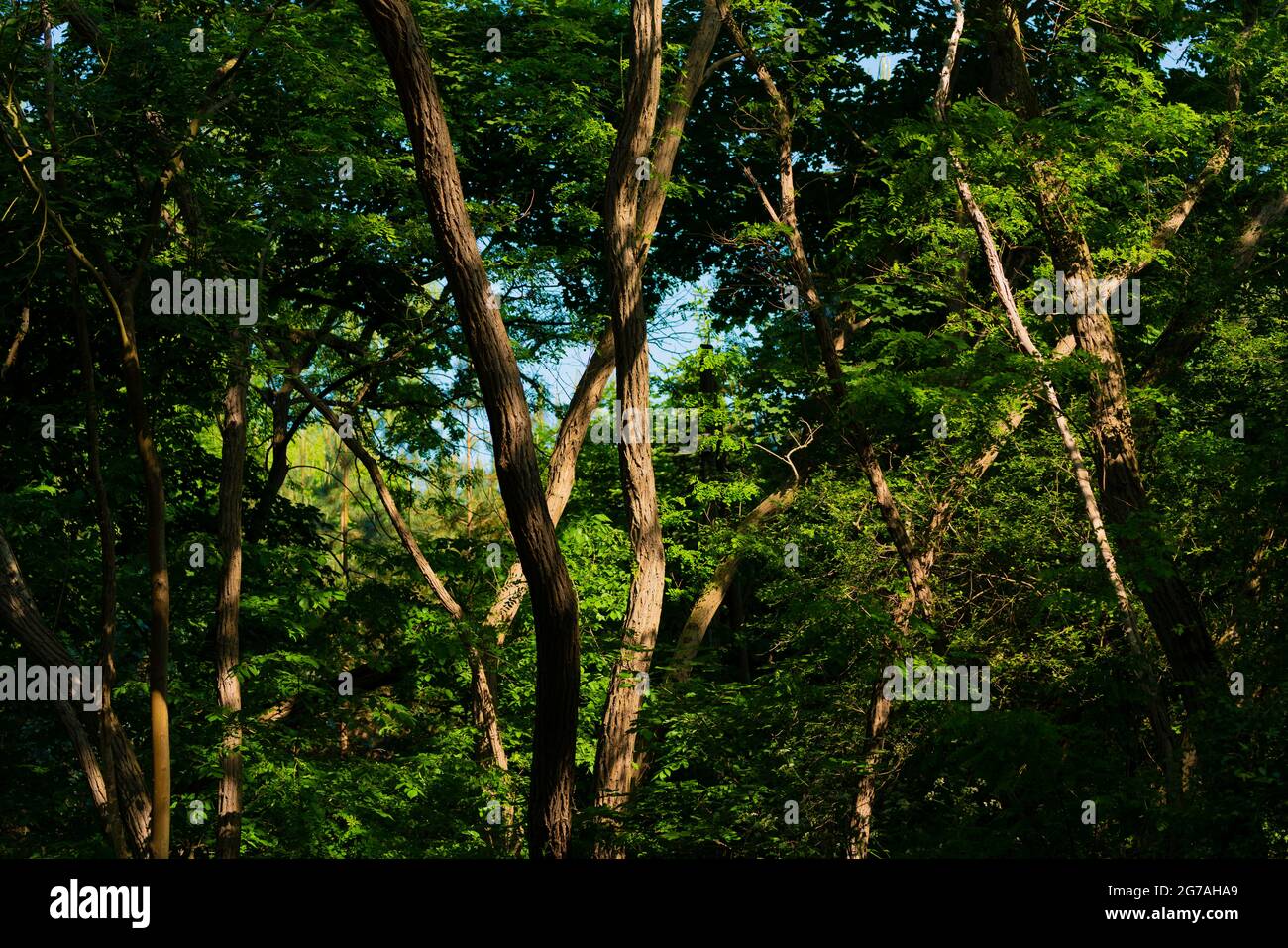 Sunlight shines through the treetops in summer in a forest with robinia ...