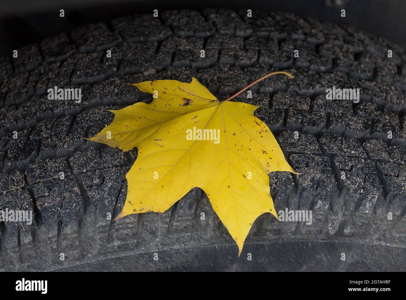 Yellow maple leaf on wet tire - road safety Stock Photo - Alamy