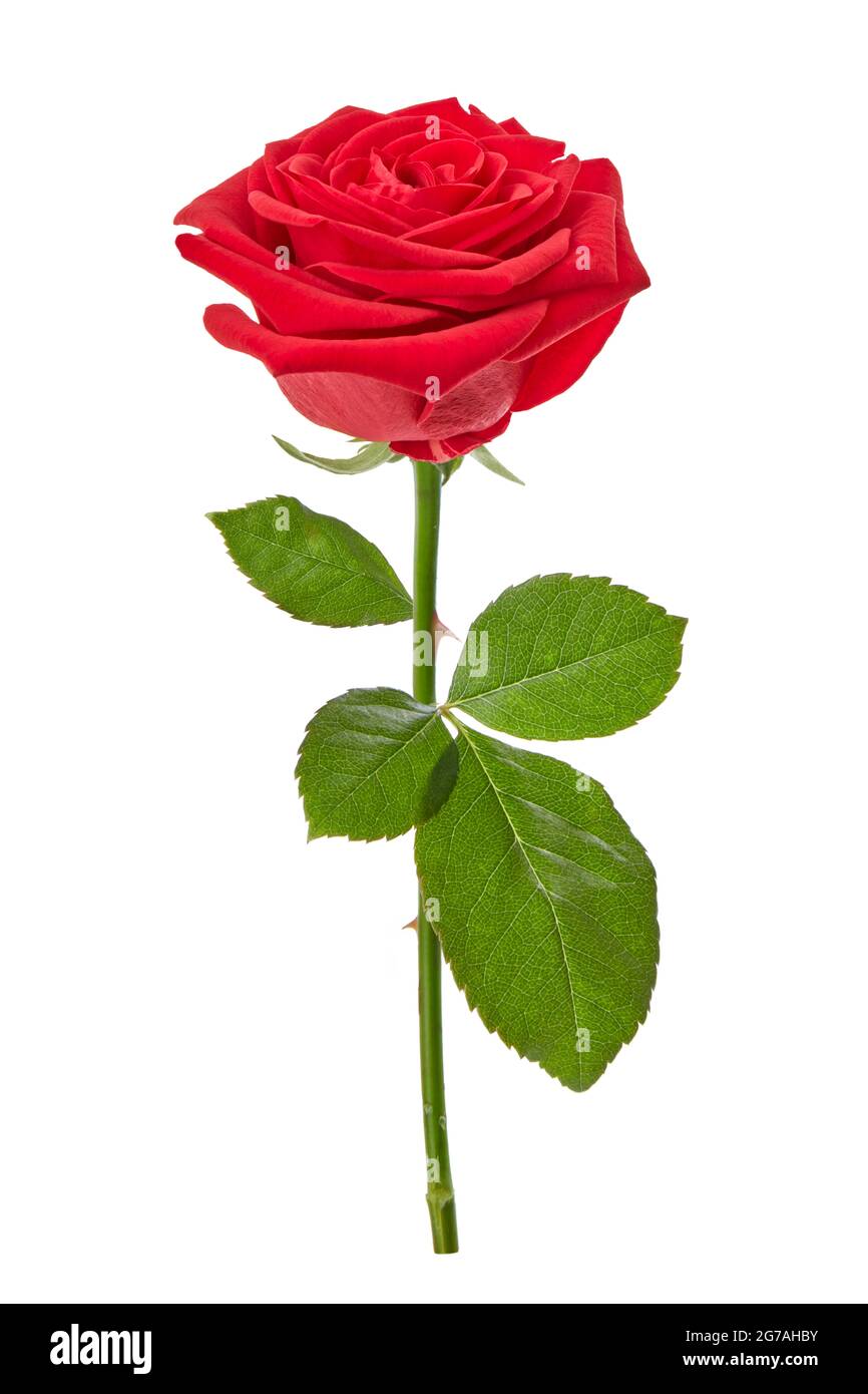 Single Red rose on a white background Stock Photo - Alamy