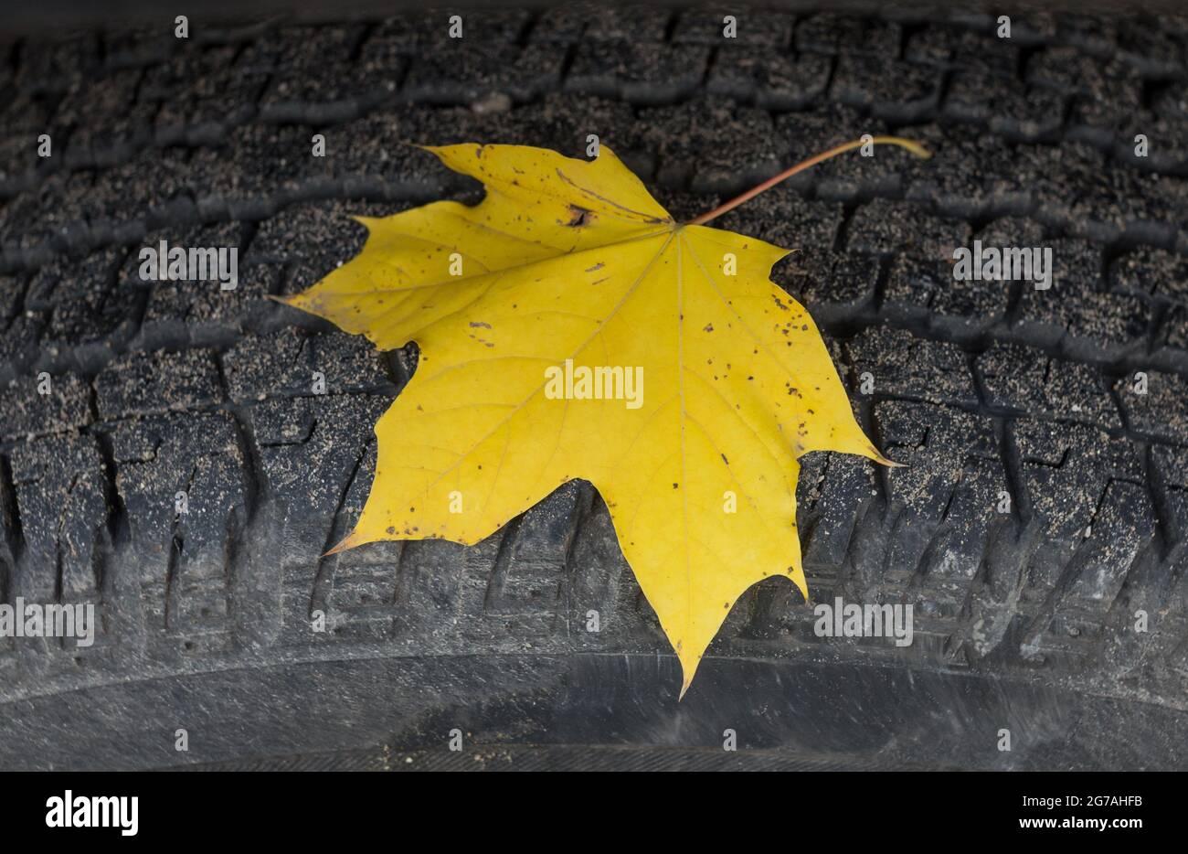 Yellow maple leaf on wet tire - road safety Stock Photo - Alamy