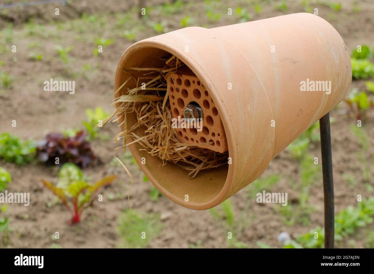 Homemade insect hotel from a terracotta pot in the vegetable patch ...