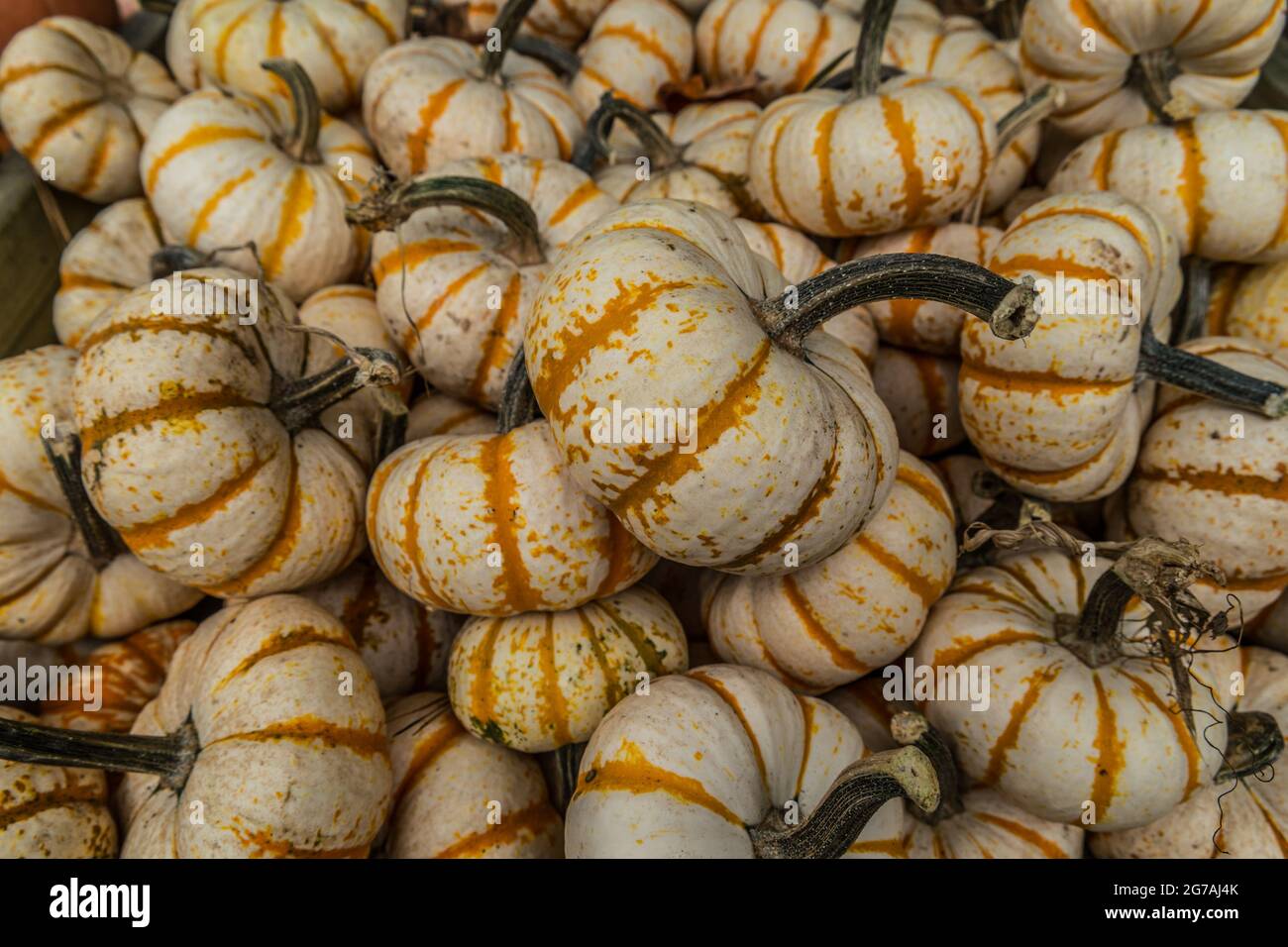 Mini white pumpkins hi-res stock photography and images - Alamy