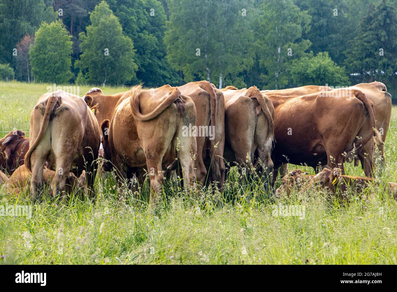 Back cow tail hi-res stock photography and images - Alamy