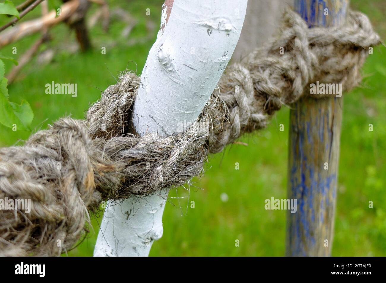 Tie the apple tree malus domestica with rope hi-res stock photography ...