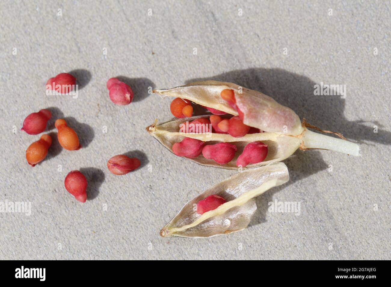 Seed with elaiosome hi-res stock photography and images - Alamy