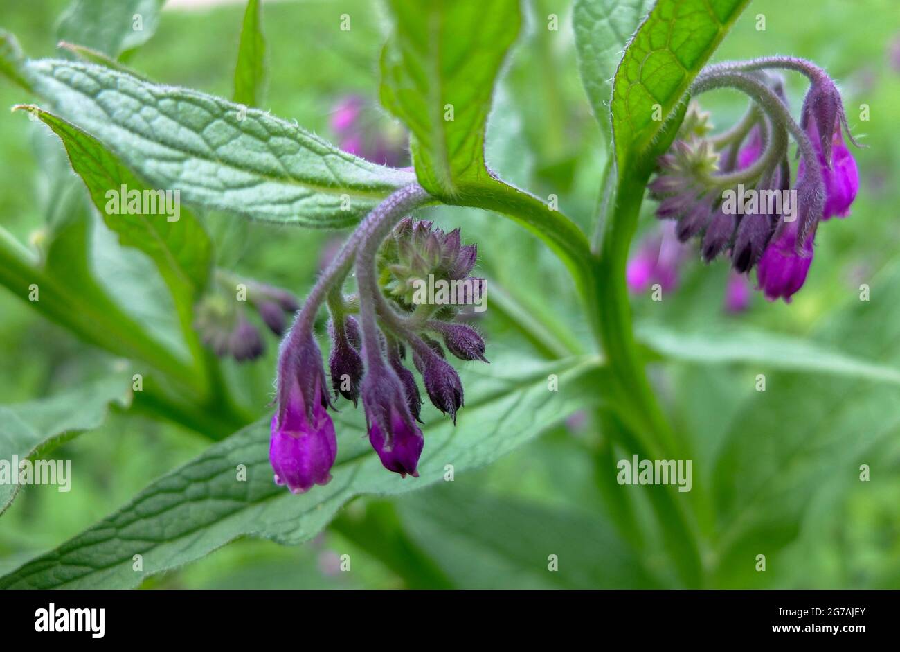 Common Comfrey, Wild Comfrey (Symphytum officinale Stock Photo - Alamy