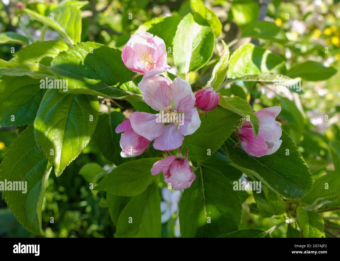 Pink apple blossom Stock Photo - Alamy