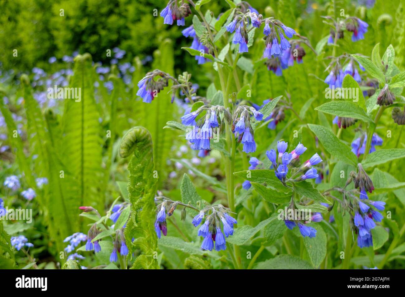 Common comfrey, wild comfrey (Symphytum officinale) with fern in the ...