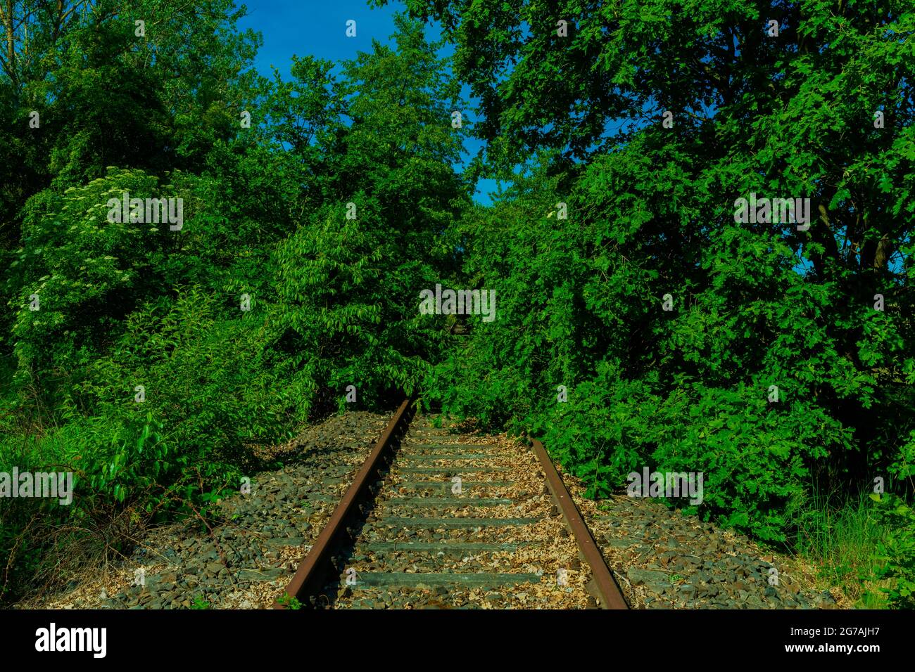 Old unused railway tracks, trees grow over the tracks Stock Photo - Alamy