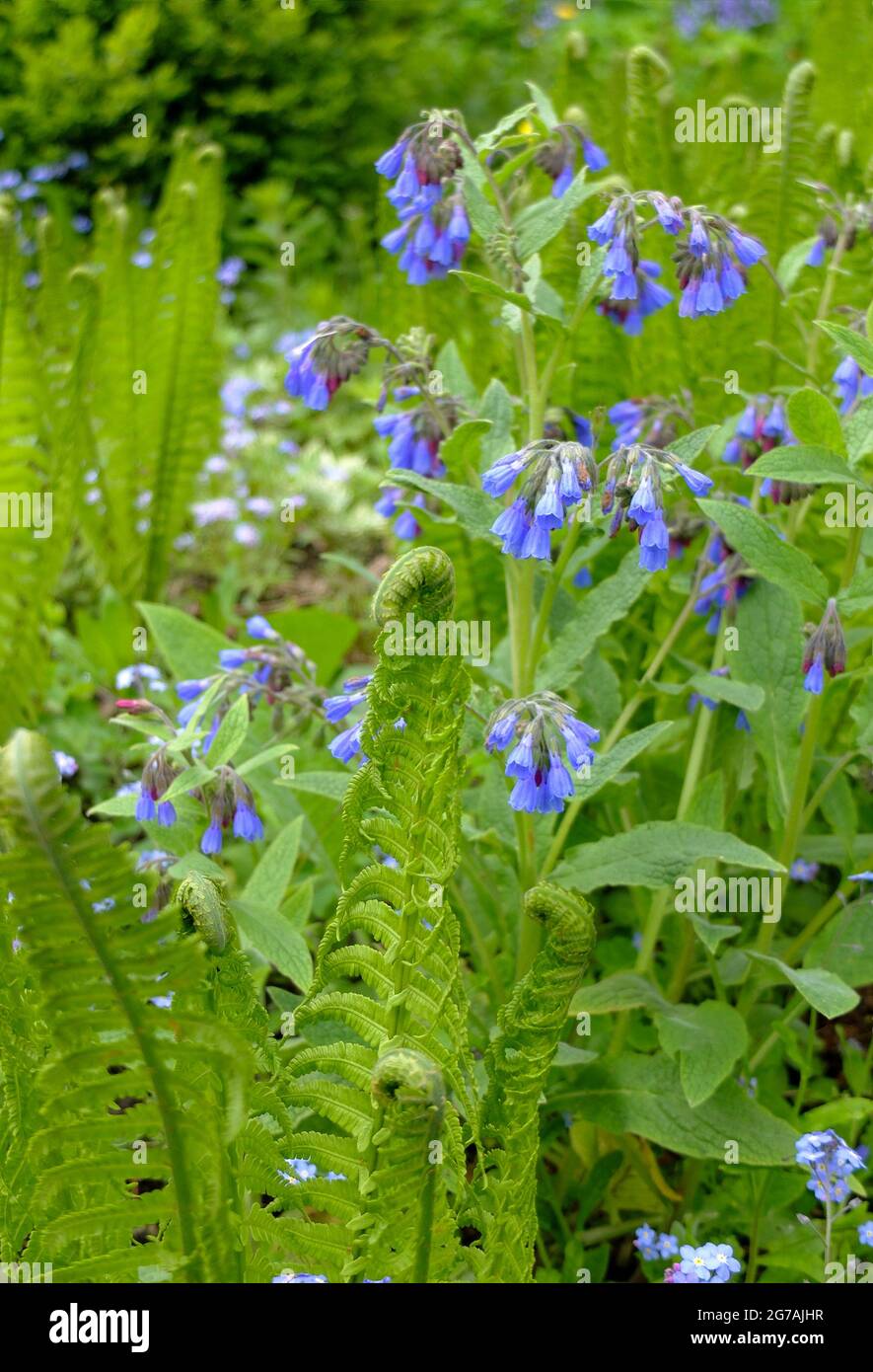 Common comfrey, wild comfrey (Symphytum officinale) with fern in the ...