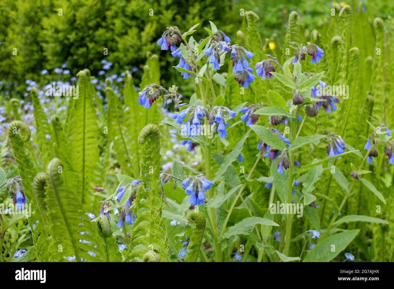 Common comfrey, wild comfrey (Symphytum officinale) with fern in the ...
