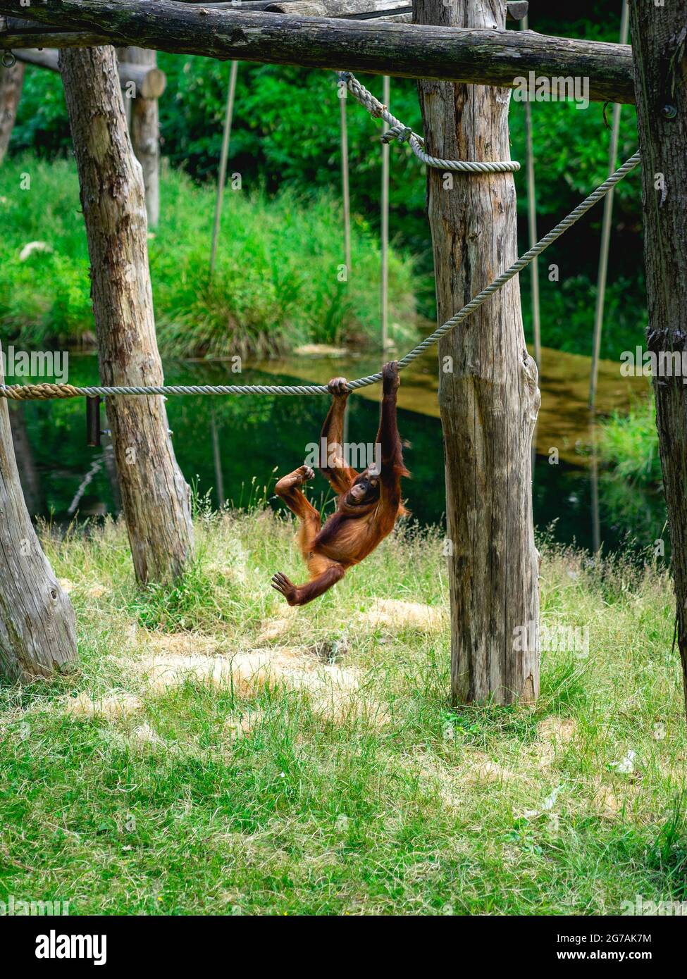 Monkeys at the monkey park De Apenheul The Netherlands Stock Photo - Alamy
