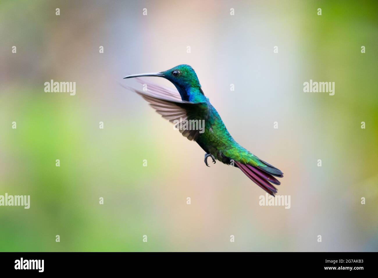 A male Black-throated Mango hummingbird (Anthracothorax nigricollis ...