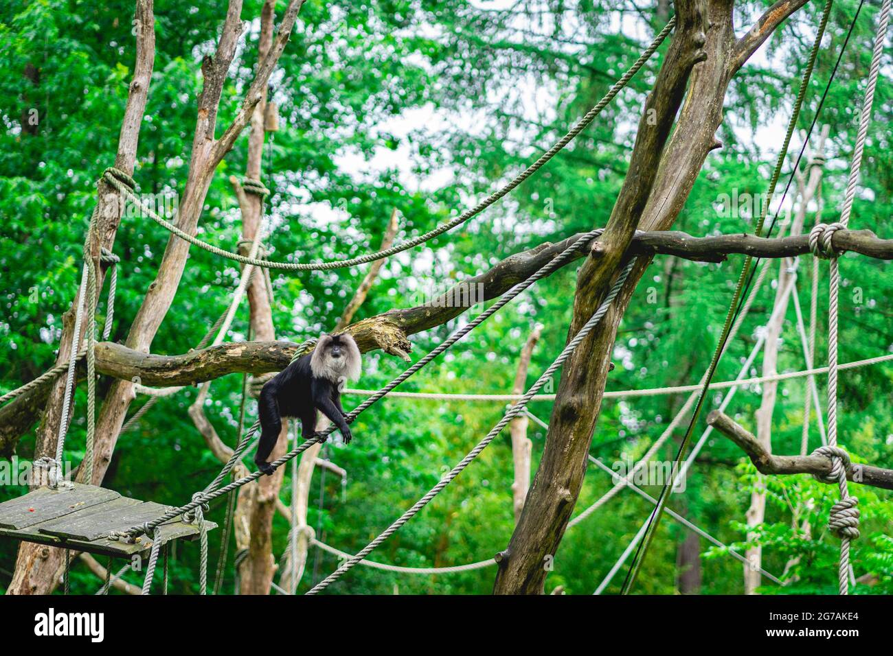 Monkeys at the monkey park De Apenheul The Netherlands Stock Photo - Alamy