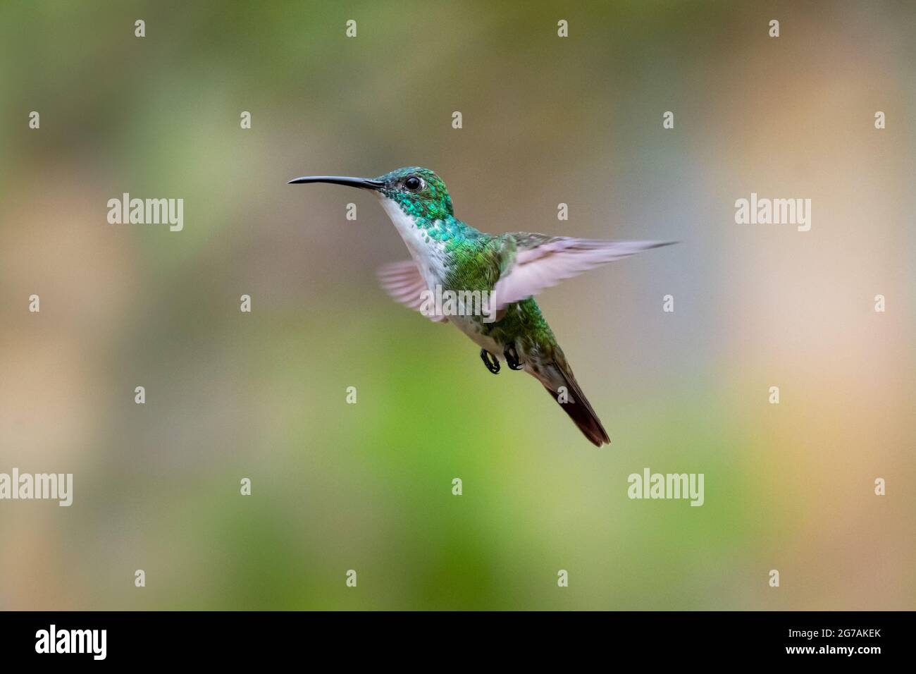 A White-chested Emerald hummingbird (amazilia brevirostris) hovering in ...