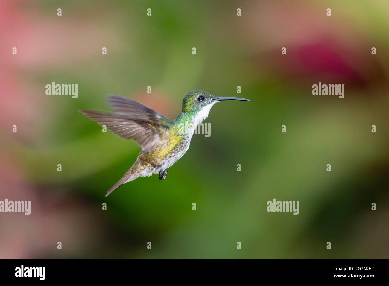 White tropical bird hi-res stock photography and images - Alamy