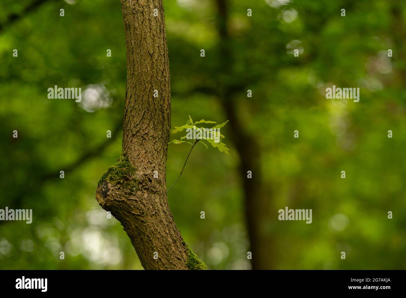 Trunk trees hi-res stock photography and images - Alamy