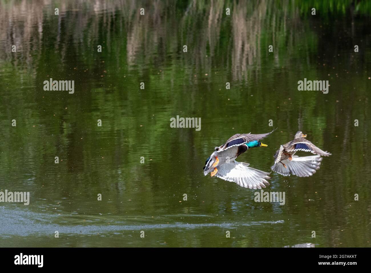 Landing On Water Ducks High Resolution Stock Photography and Images - Alamy
