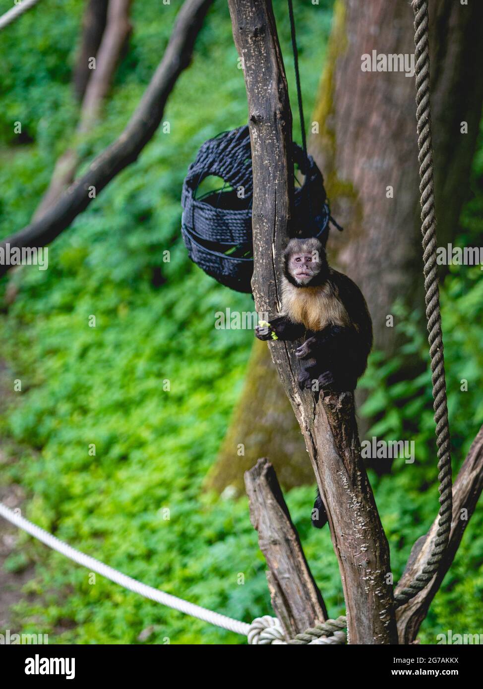 Monkeys at the monkey park De Apenheul The Netherlands Stock Photo - Alamy