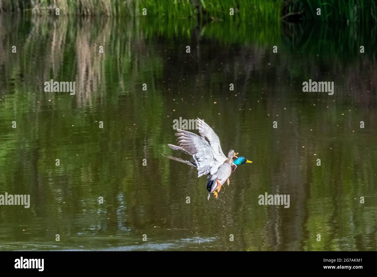 Mallard ducks flying hi-res stock photography and images - Alamy