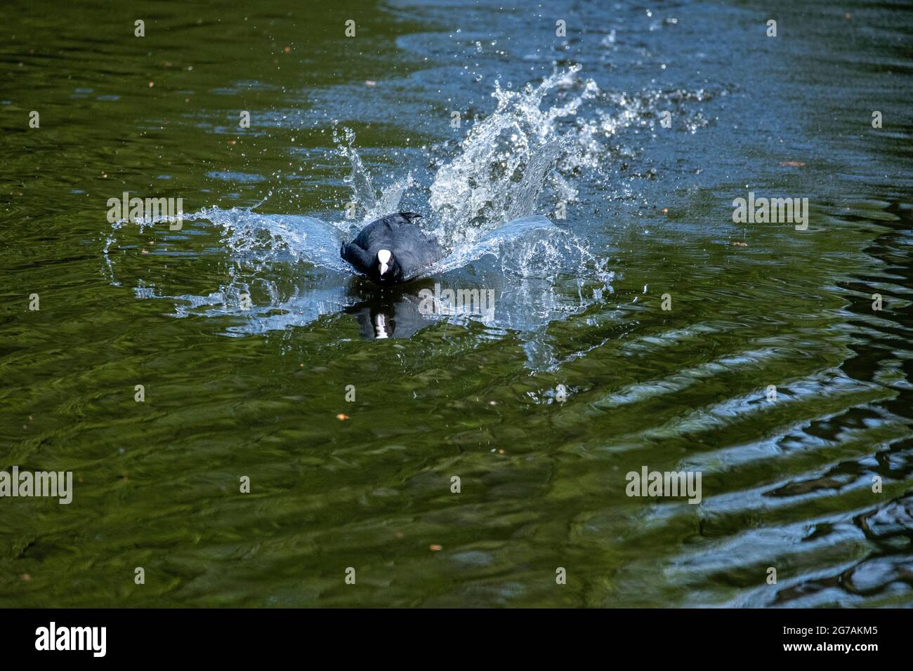 Duck Landing On Water High Resolution Stock Photography and Images - Alamy