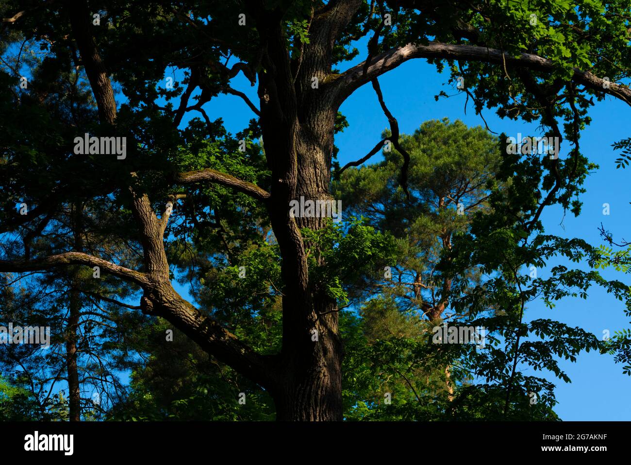 Oak tree in summer hi-res stock photography and images - Alamy