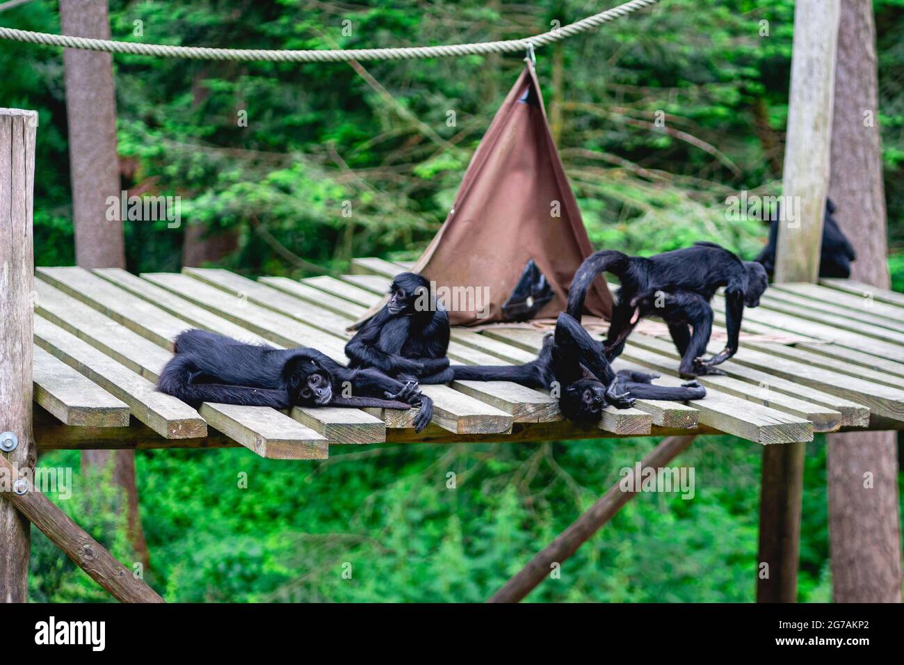 Monkeys at the monkey park De Apenheul The Netherlands Stock Photo - Alamy