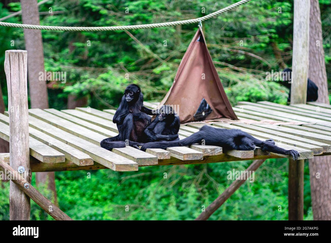 Monkeys at the monkey park De Apenheul The Netherlands Stock Photo - Alamy