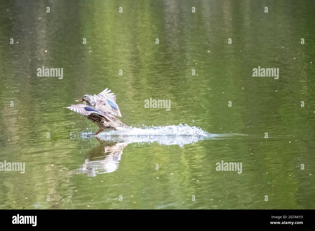 Duck landing on water hi-res stock photography and images - Alamy