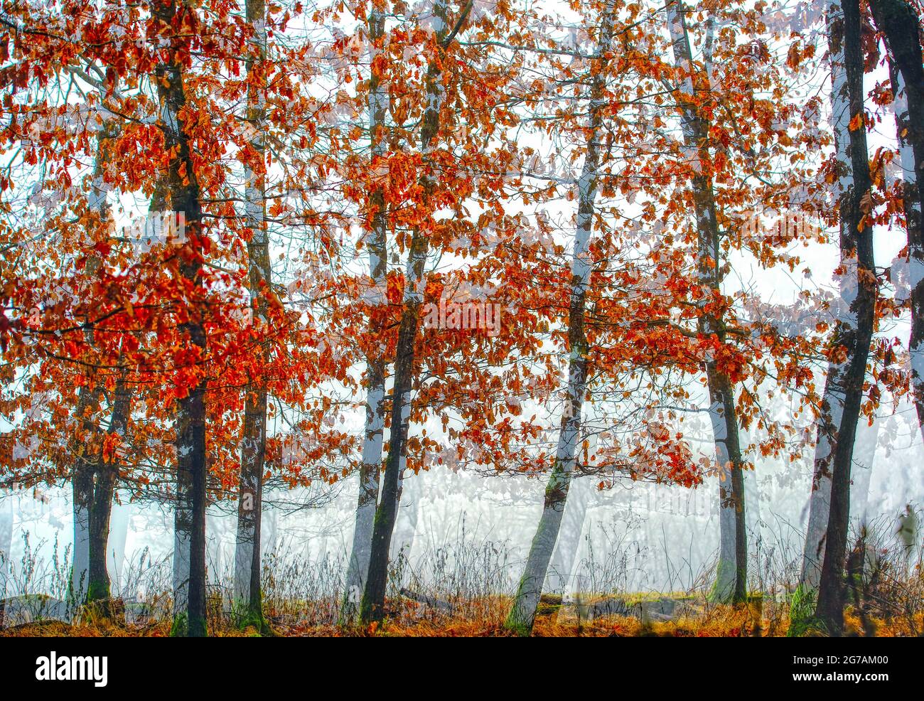 young birch trees in autumn, forest near Dachau, Upper Bavaria, Bavaria ...