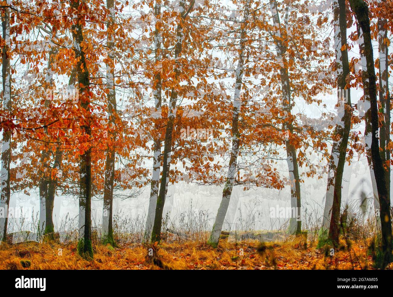 young birch trees in autumn, forest near Dachau, Upper Bavaria, Bavaria ...