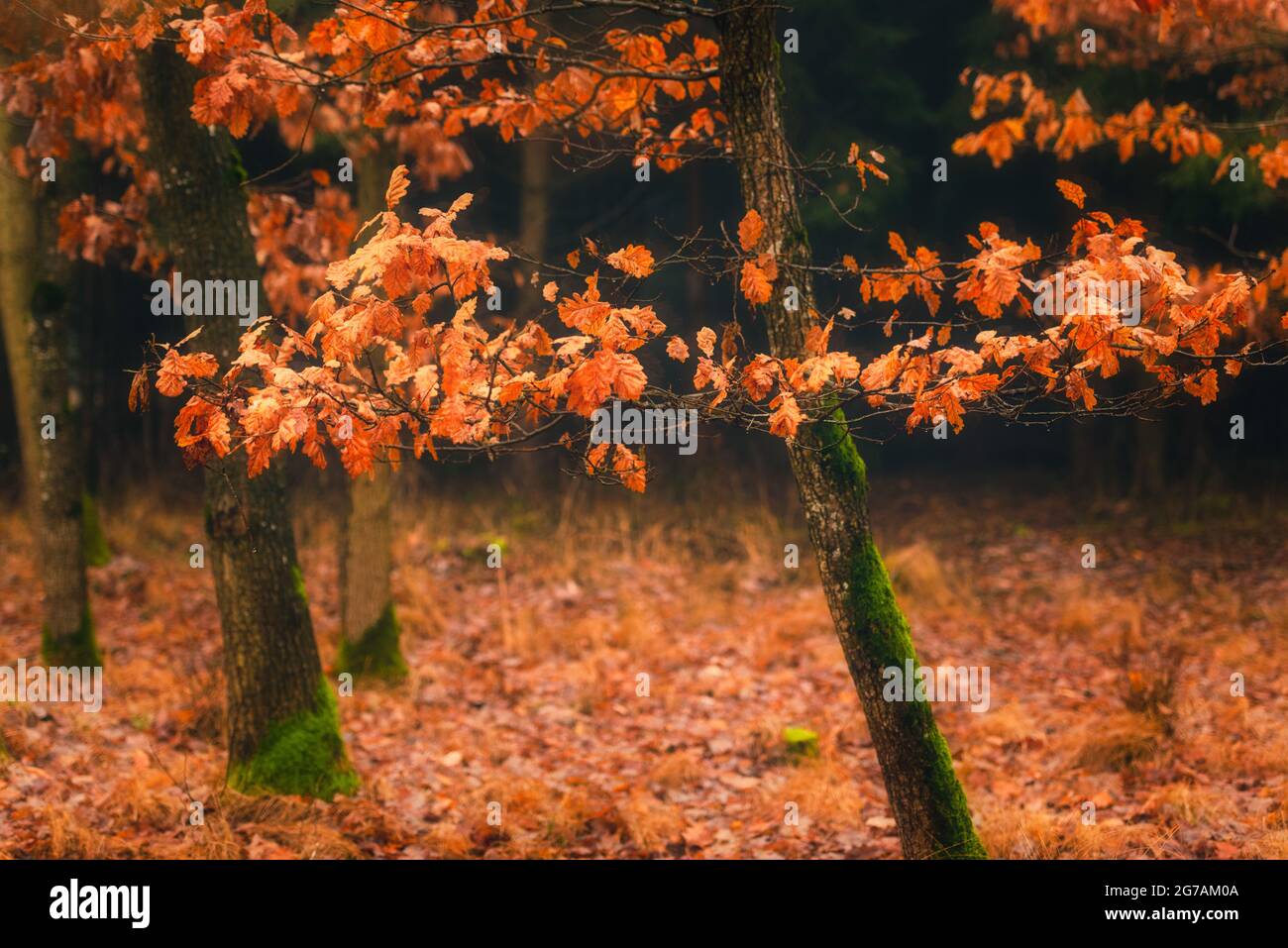 young birch trees in autumn, forest near Dachau, Upper Bavaria, Bavaria ...