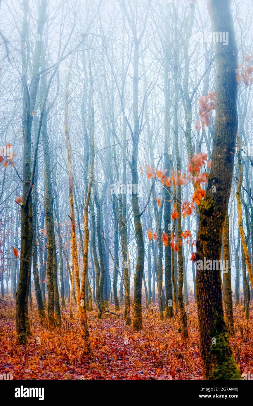 young birch trees in autumn, forest near Dachau, Upper Bavaria, Bavaria ...