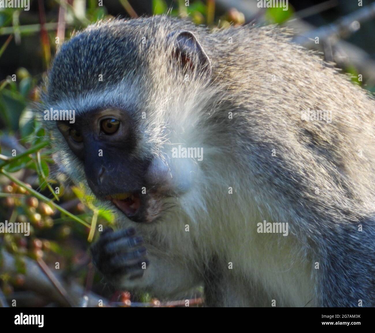 Close-up portrait of a vervet monkey in the African wilderness Stock ...