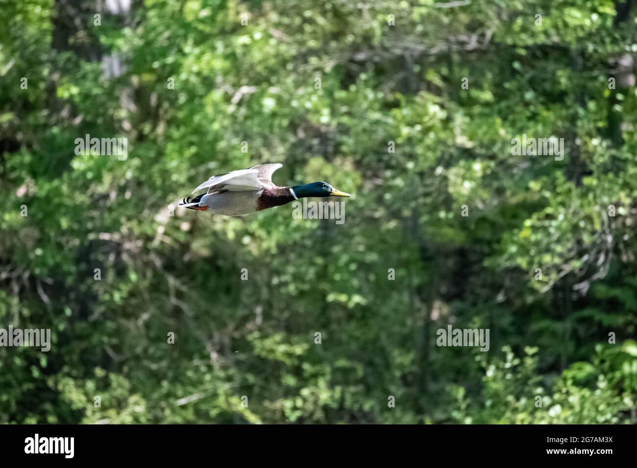 Duck wing hi-res stock photography and images - Alamy
