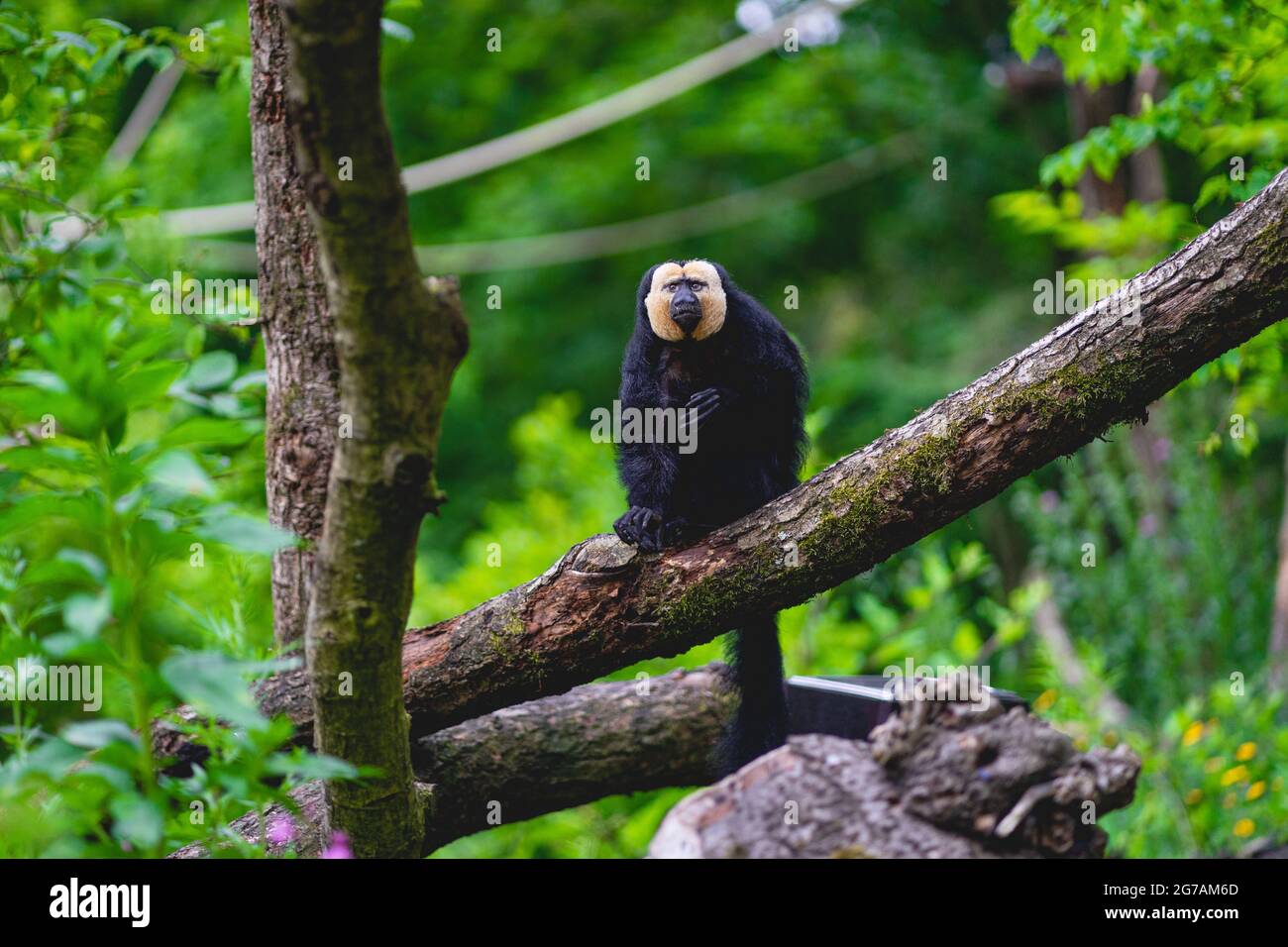 Monkeys at the monkey park De Apenheul The Netherlands Stock Photo - Alamy
